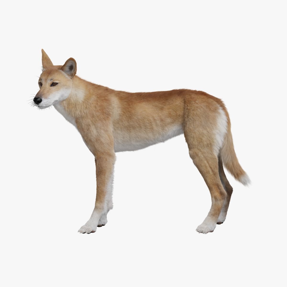 Australian Dingo Animation - VFX Grace 3D Model [Request]