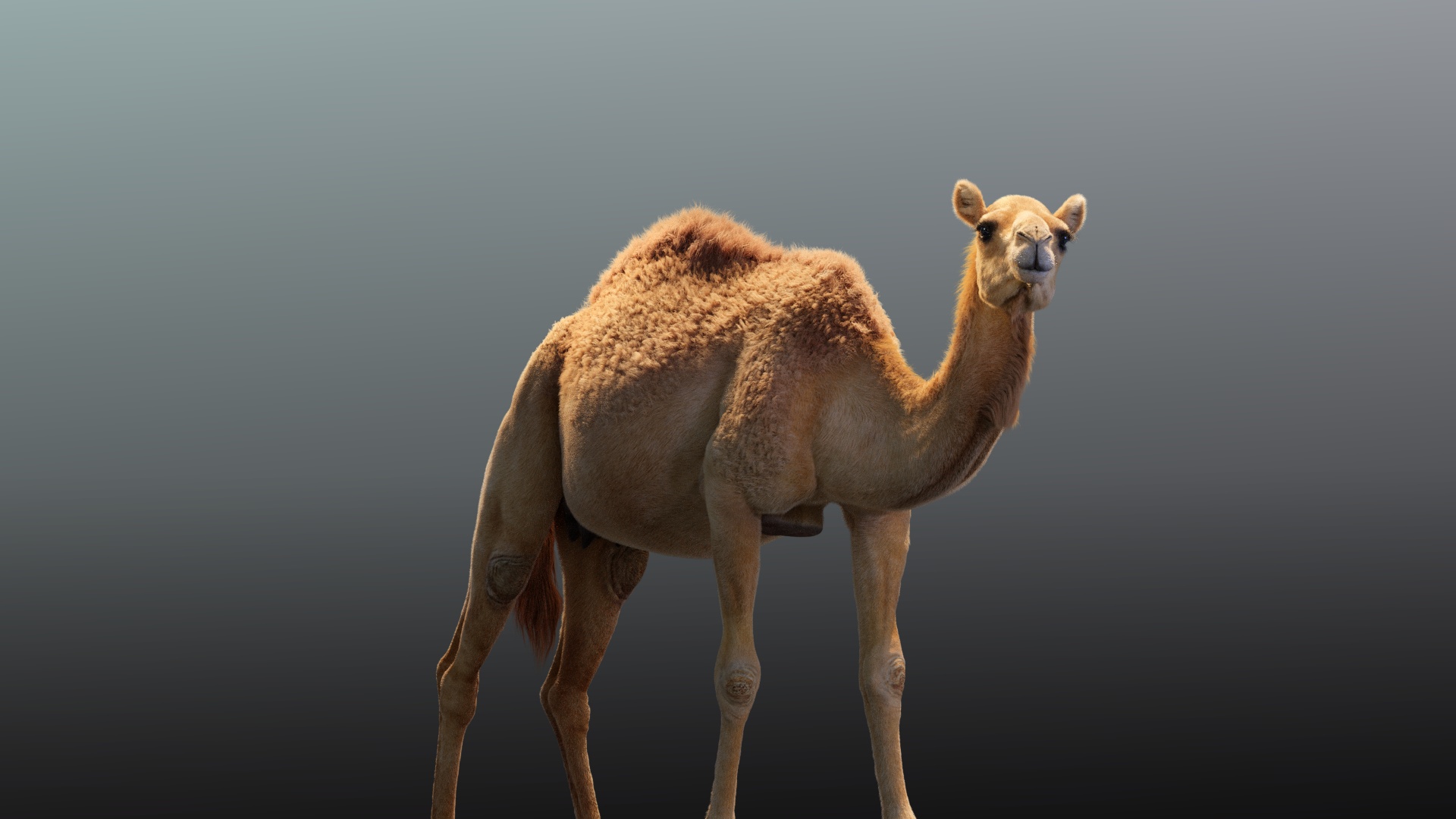Camel Animated | VFX Grace [Request]