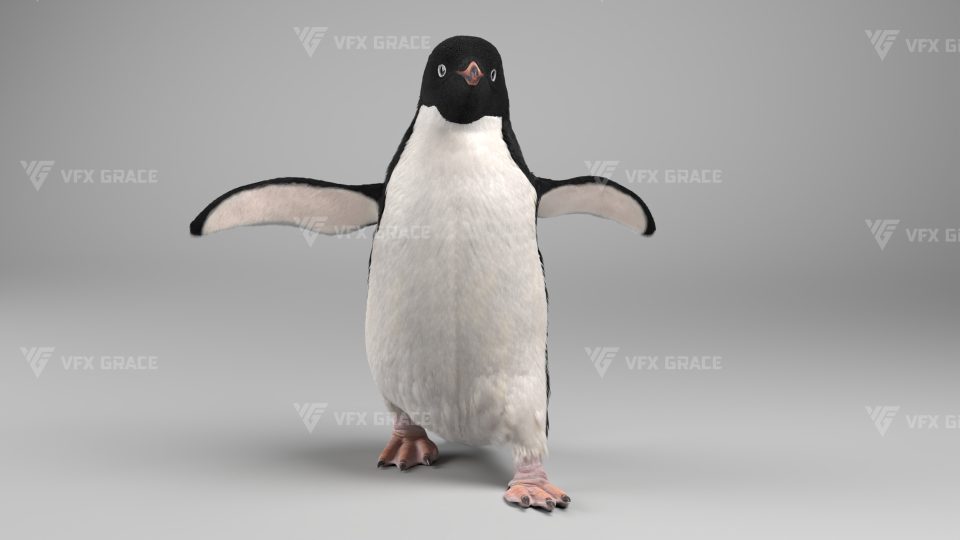 Pygoscelis Animated | VFX Grace [Request]