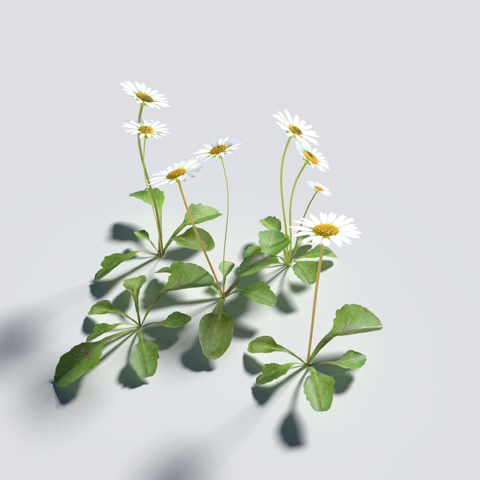 Blender - Free Daz 3D Models