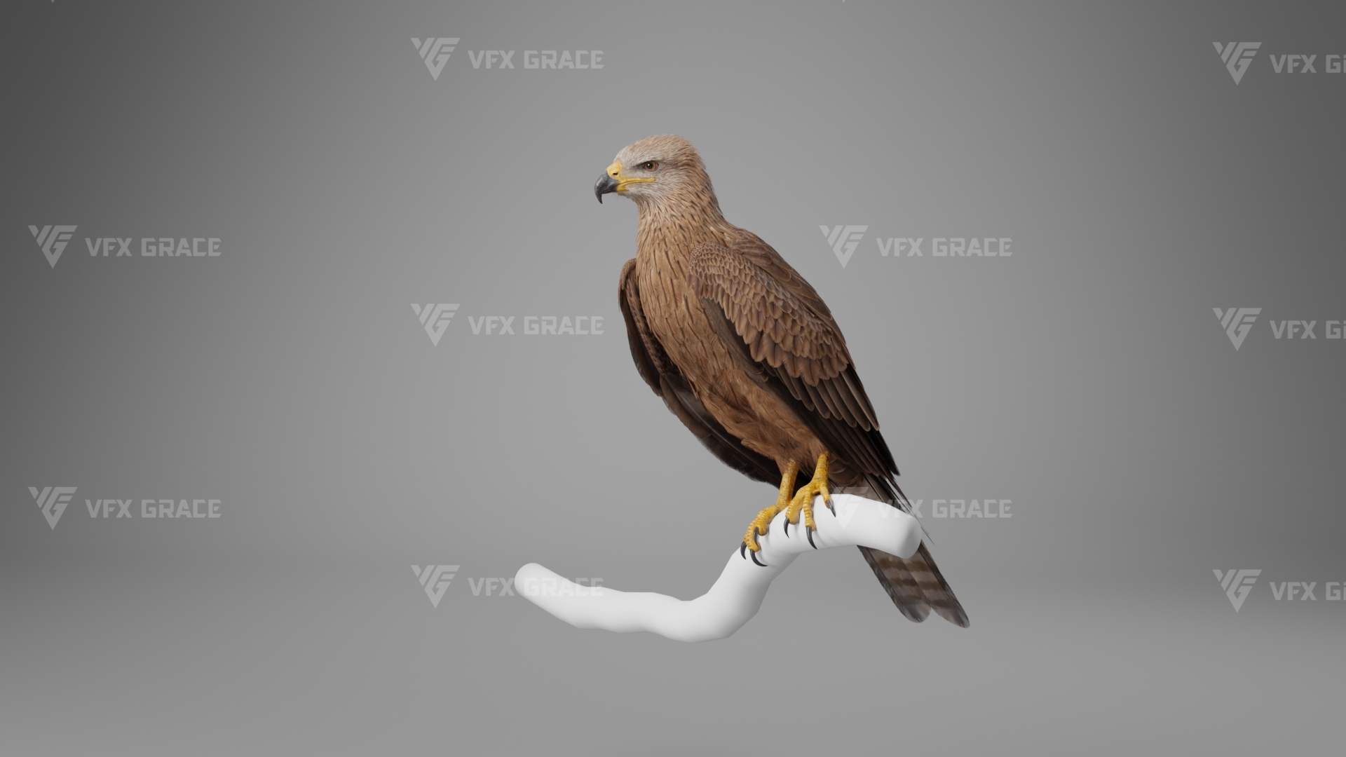 Black Kite 3D Animation Realistic Rigged Bird Model For Blender [Request]
