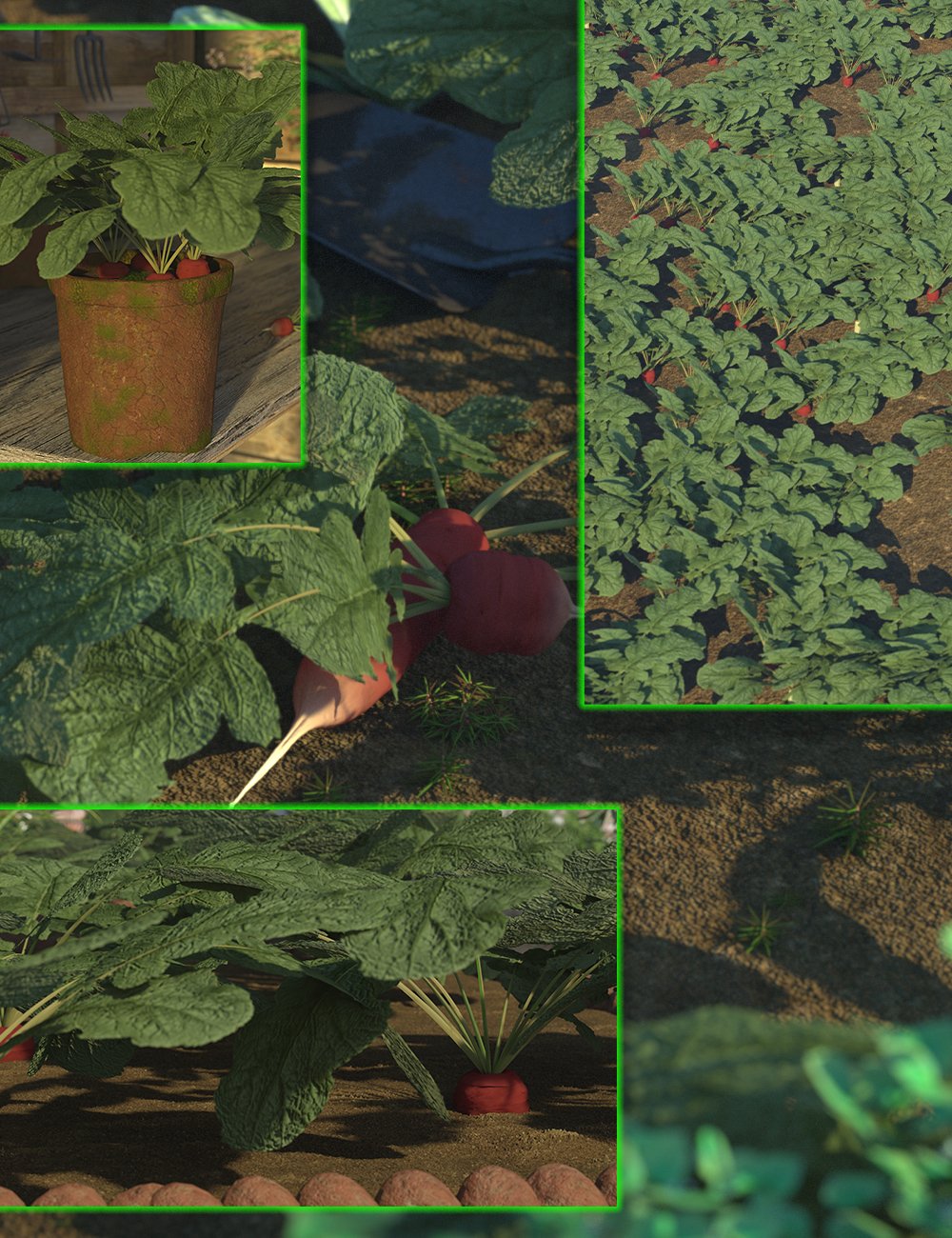 Veg Patch - Radish [Request]