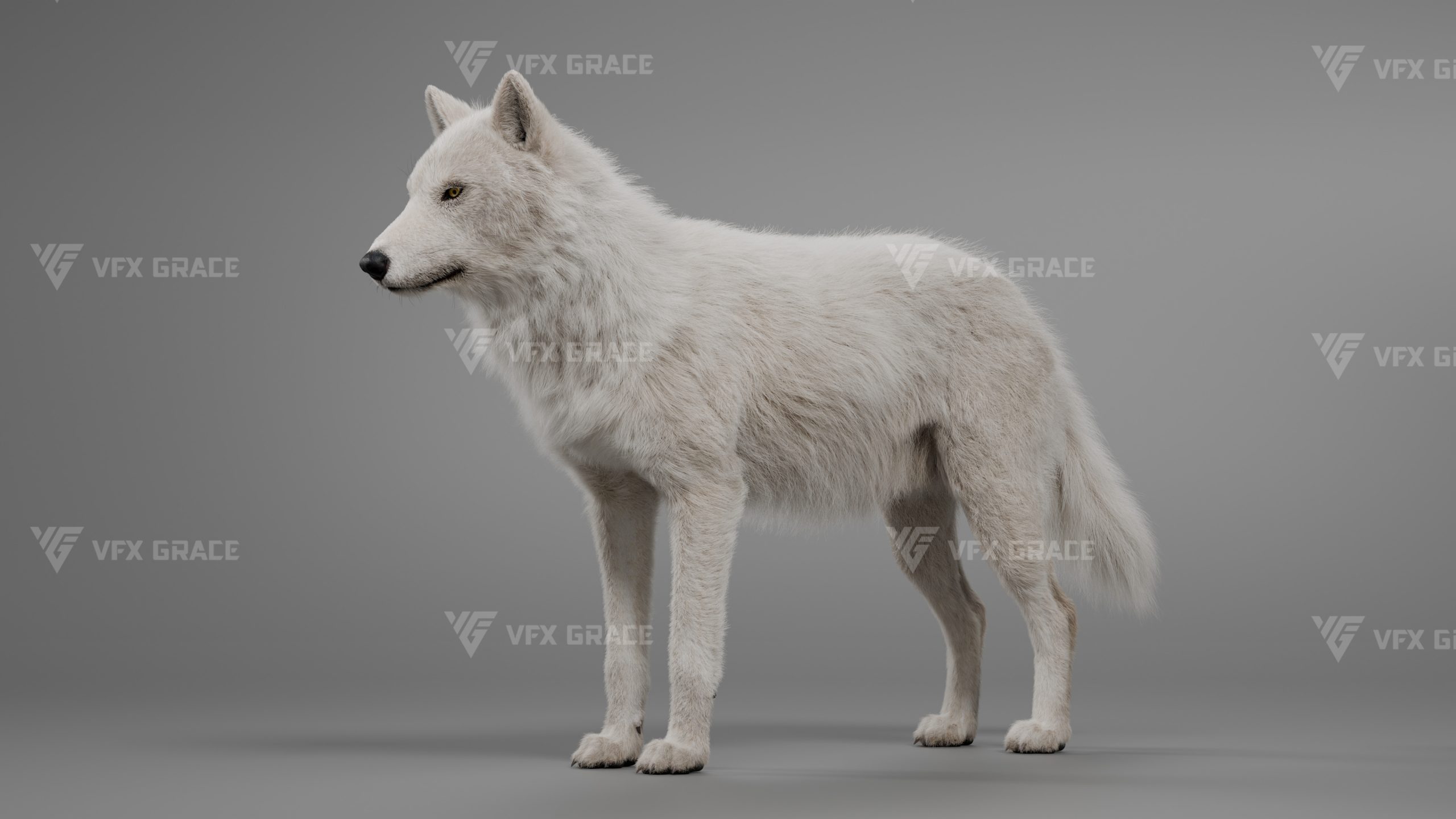 Arctic Wolf Animation | Blender 3D Model [Request]