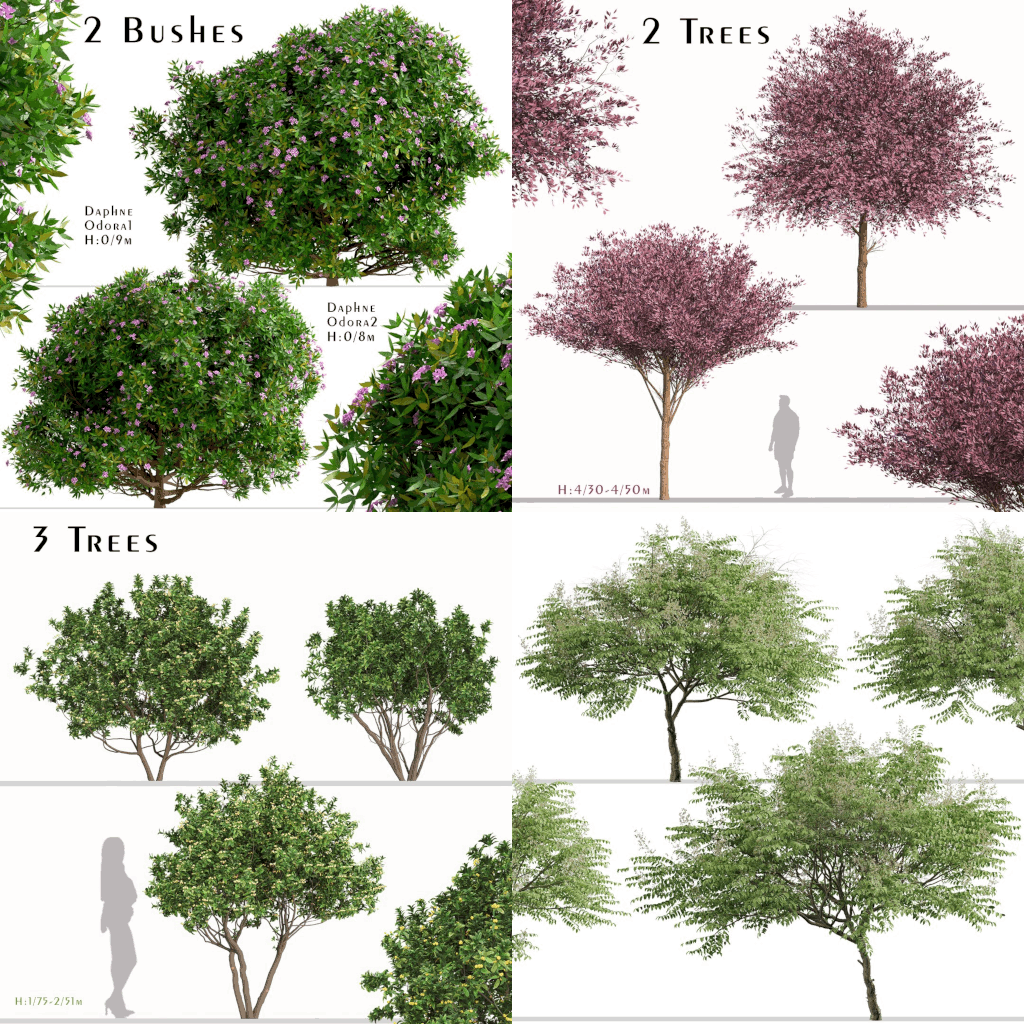 Japanese Trees Pack 4 2025 - Free Daz 3D Models