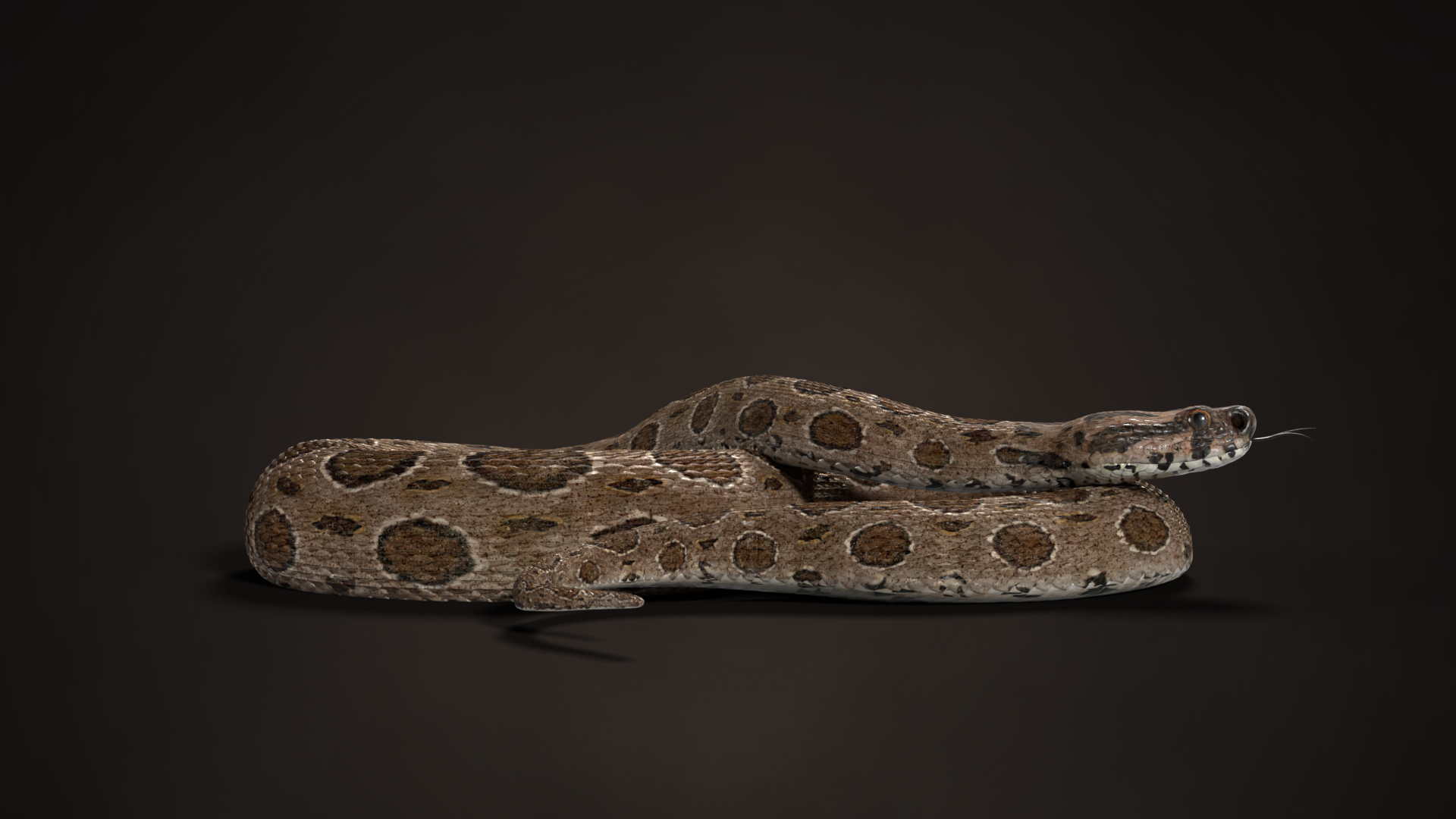Russell Viper Animated | Blender 3D Model [Request]